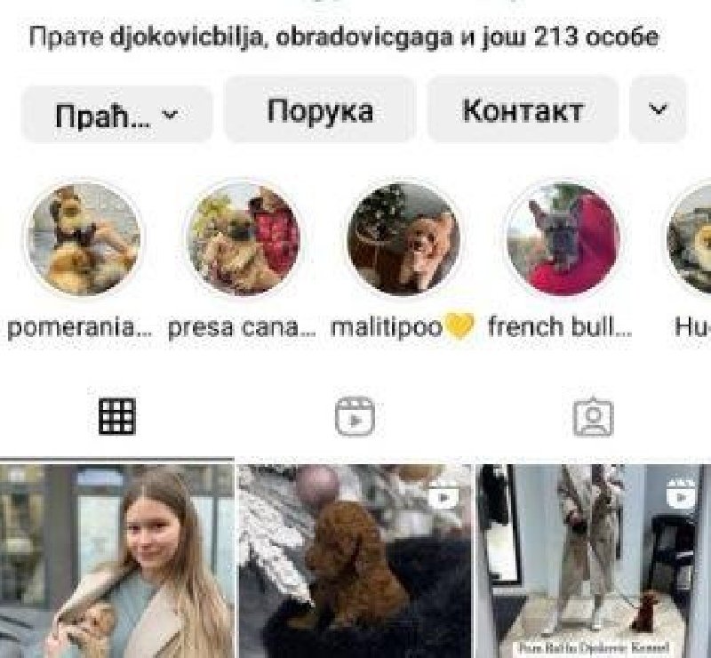 Stenci toy i mini pudle vrhunske genetike | Vrbas